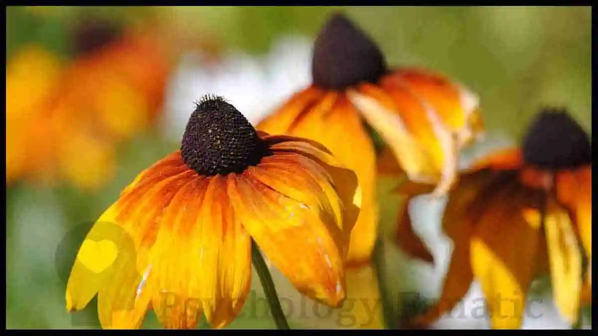 Life is Beautiful: Embracing the Sensations of Experience - Psychology ...