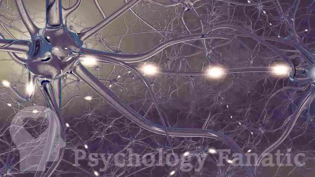 Exploring the Fascinating Field of Neurobiology - Psychology Fanatic