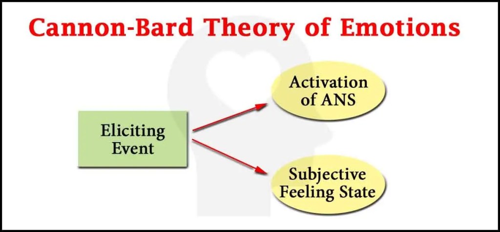 Exploring the Cannon and Bard Theory of Emotion - Psychology Fanatic