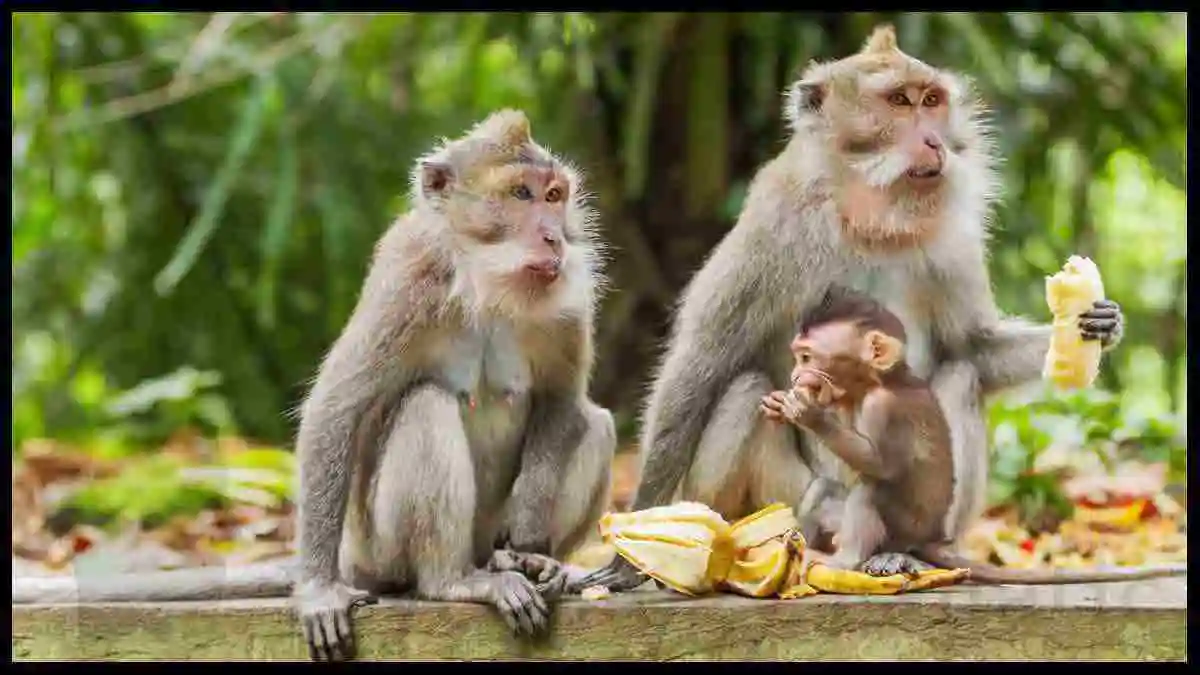 The Fascinating World of Mirror Neurons: What You Need to Know ...